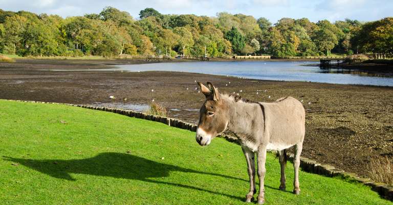 Best Things To Do In The New Forest