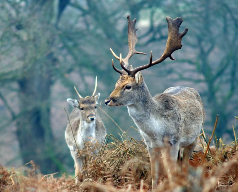 Kent’s top attractions & all the best things to do on holiday ...