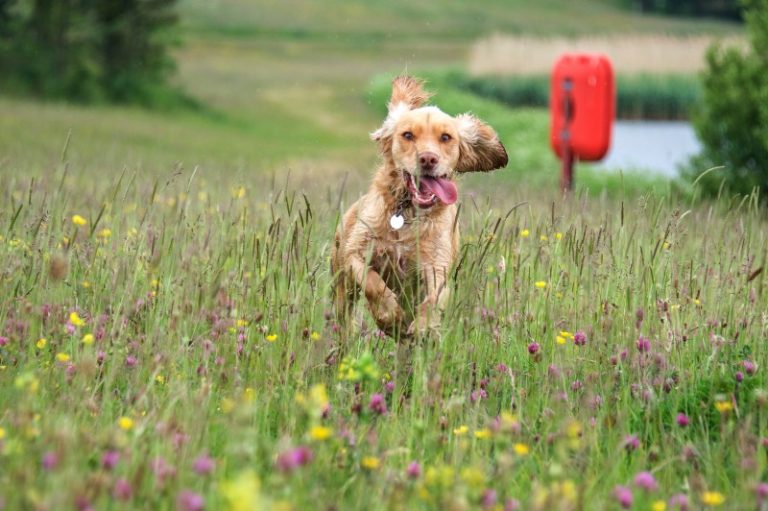 Exmoor’s Top Dog-Friendly Attractions and Great Days Out | Independent ...